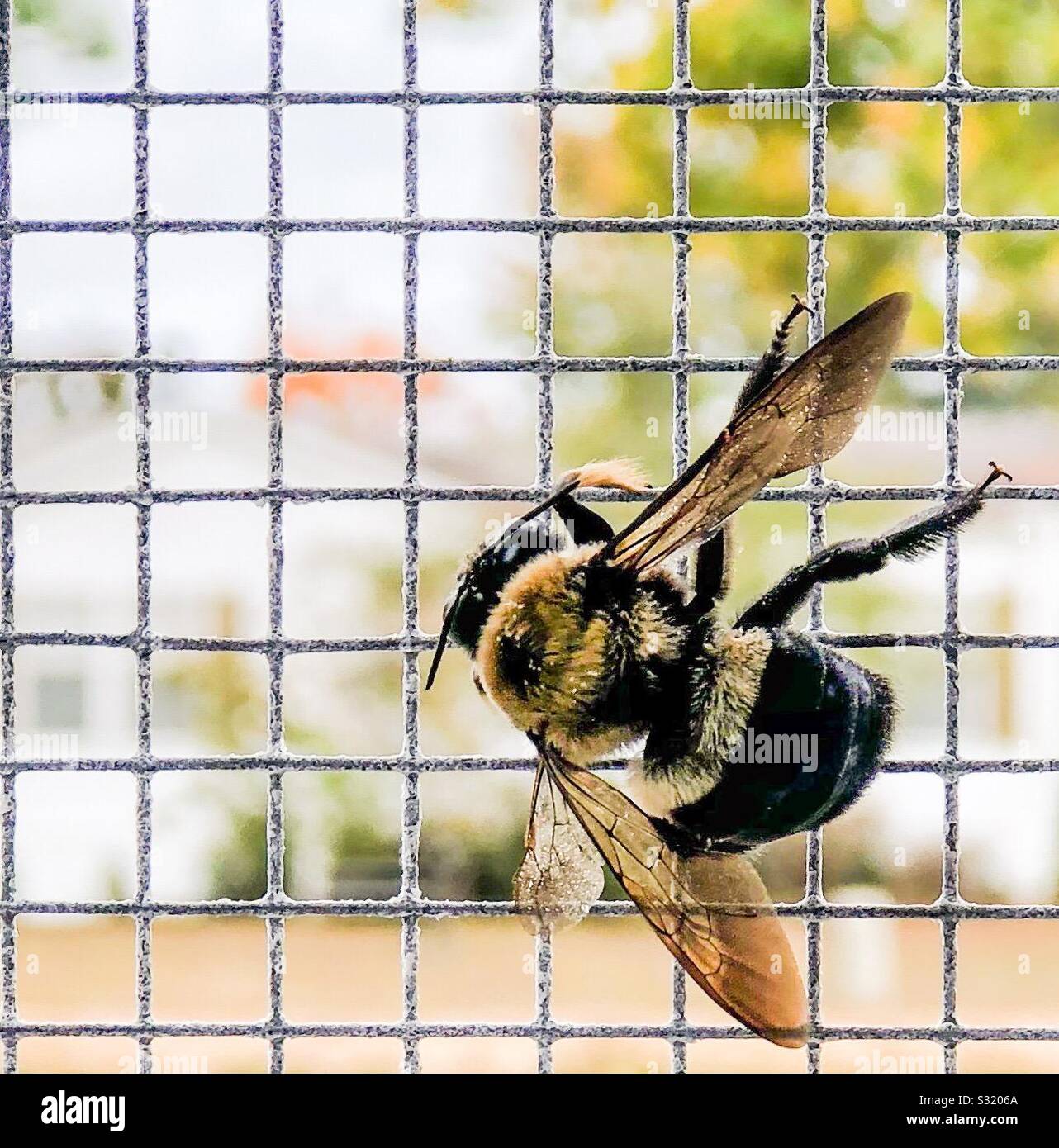 Summer Bugs High Resolution Stock Photography and Images - Alamy