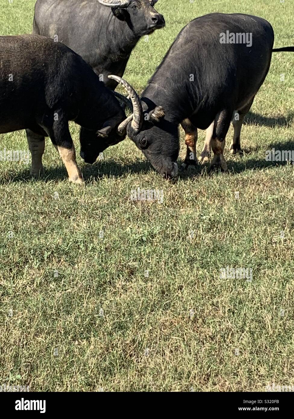 When steer collide hi-res stock photography and images - Alamy