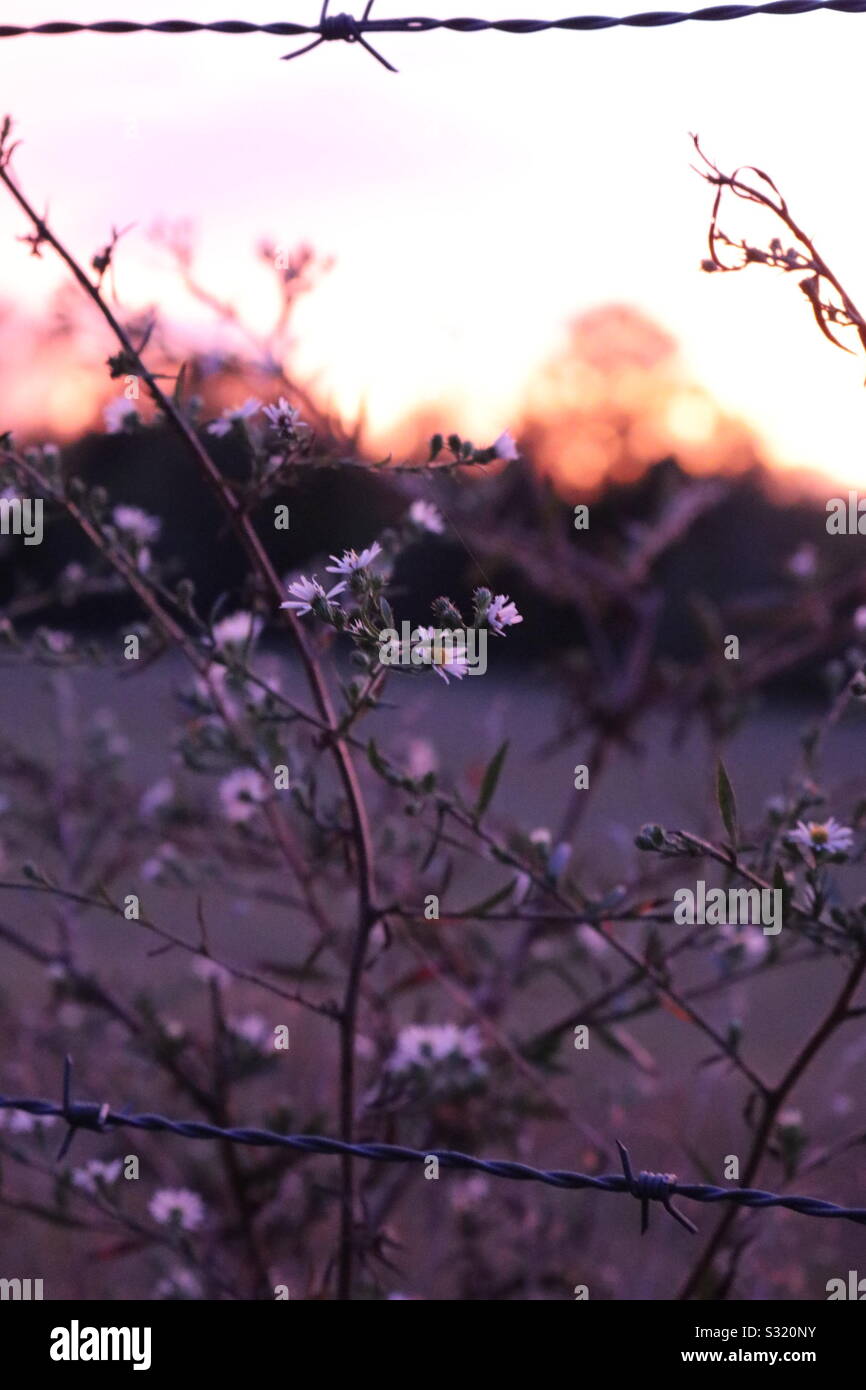 Vintage farm sunset hi-res stock photography and images - Alamy