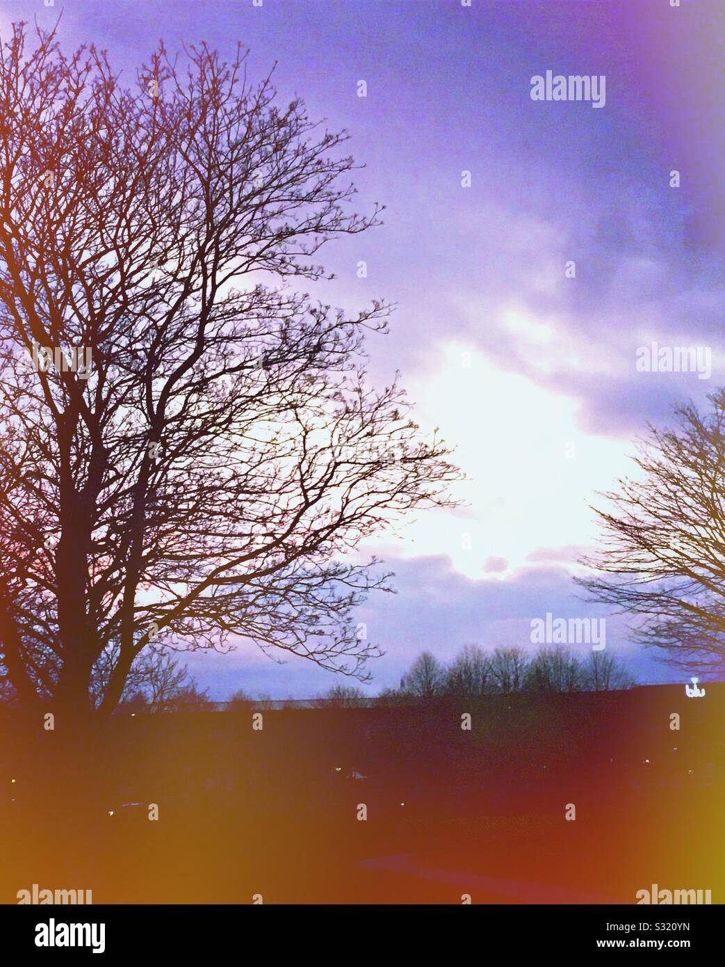 Small tree large trees hi-res stock photography and images - Alamy