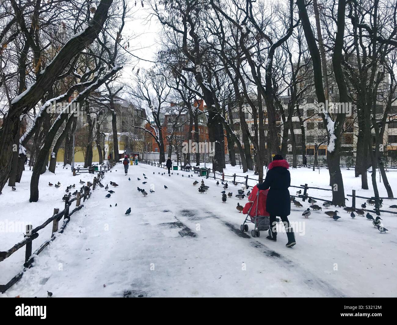 Birds road hi-res stock photography and images - Alamy