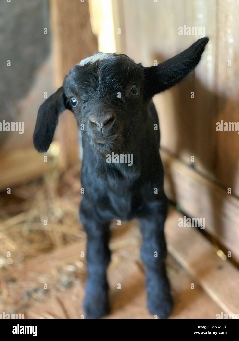 Cute black goat hi-res stock photography and images - Alamy