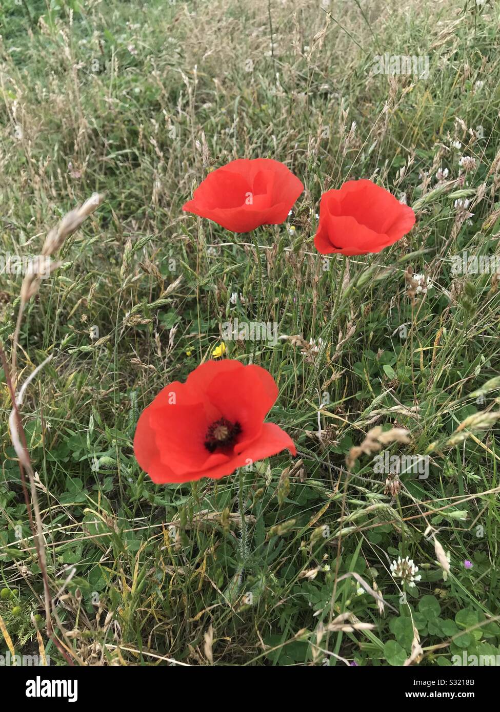 Three red poppies in wild meadow along the South Downs Way Stock Photo ...