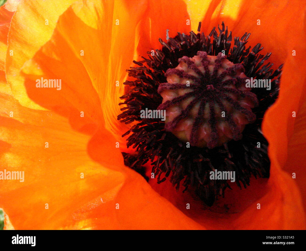 Close up of poppy, with yellow, orange, red tones shining through the ...