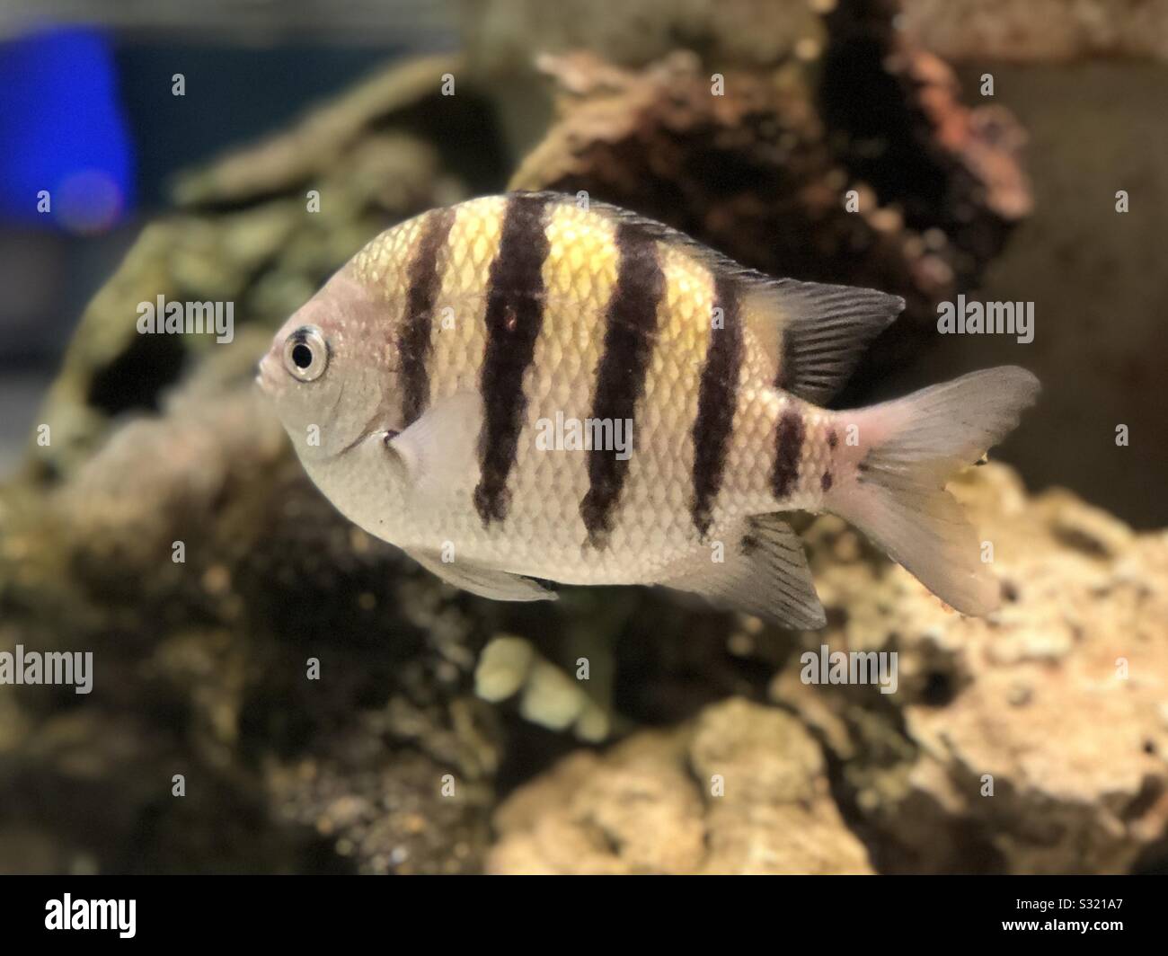 Sargent major hi-res stock photography and images - Alamy