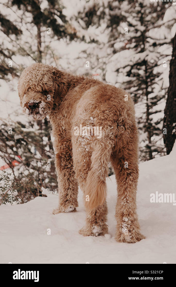Goldendoodle snow hi-res stock photography and images - Alamy