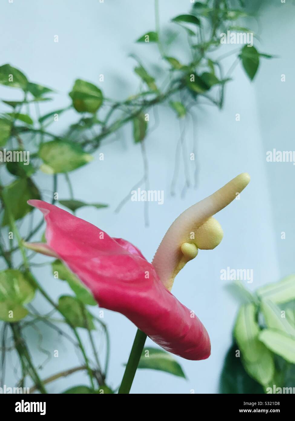 Tail like flower hi-res stock photography and images - Alamy