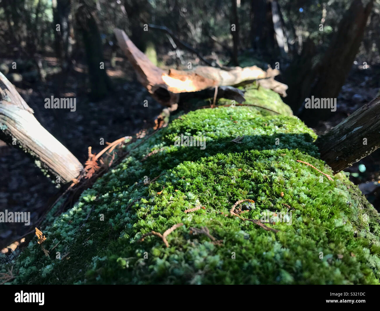 Cedar Woods High Resolution Stock Photography and Images - Alamy
