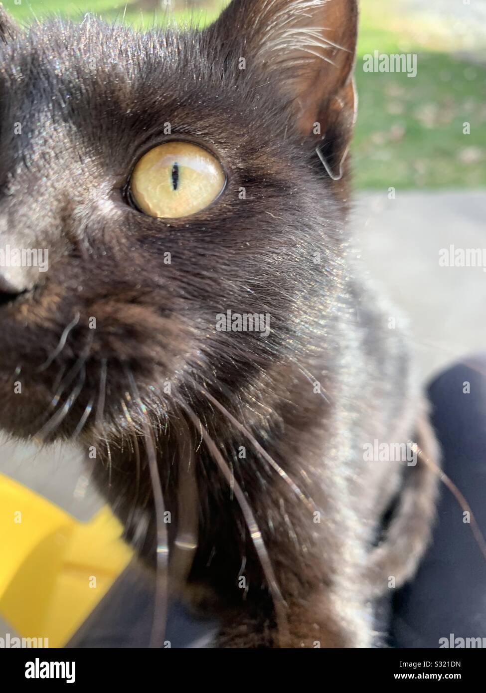 Curious cats hi-res stock photography and images - Alamy