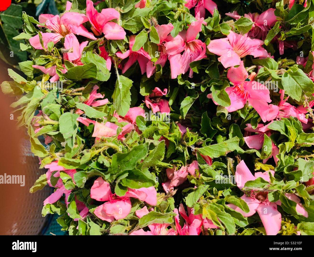 Thulasi flower hi-res stock photography and images - Alamy