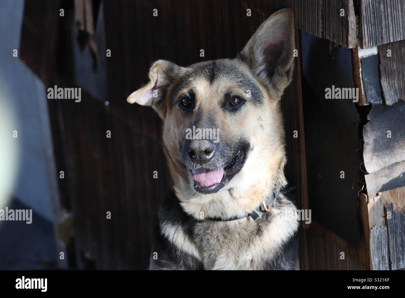 German shepherd hi hi-res stock photography and images - Alamy