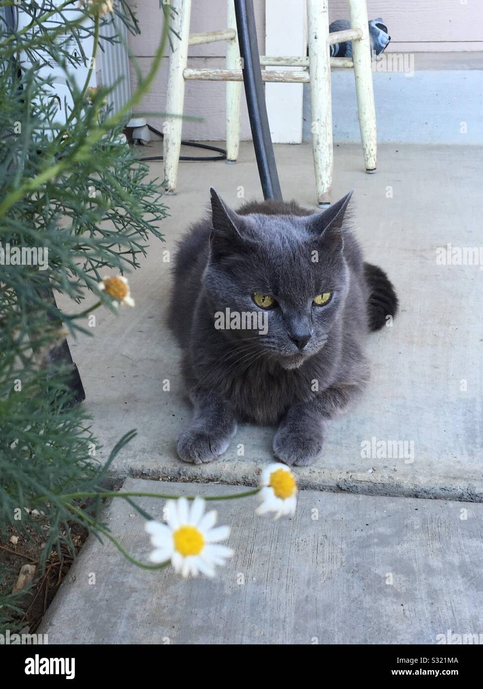 Spooky the cat Stock Photo - Alamy