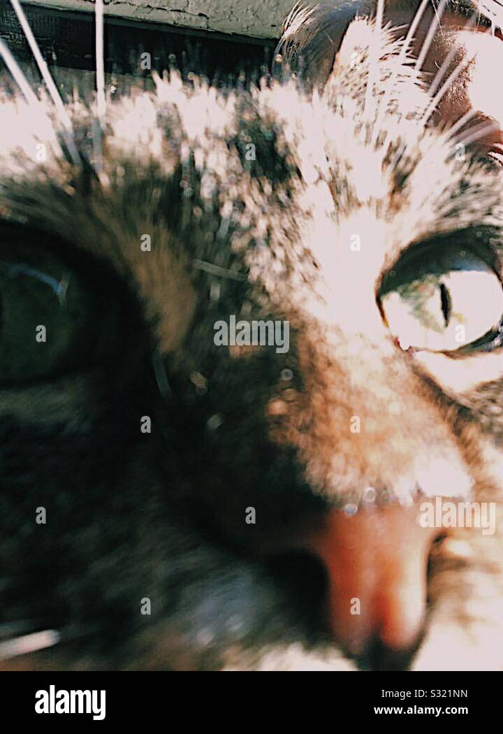 Cat zoom hi-res stock photography and images - Alamy