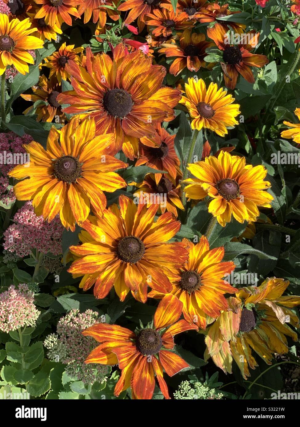 Orange yellow daisies hi-res stock photography and images - Alamy