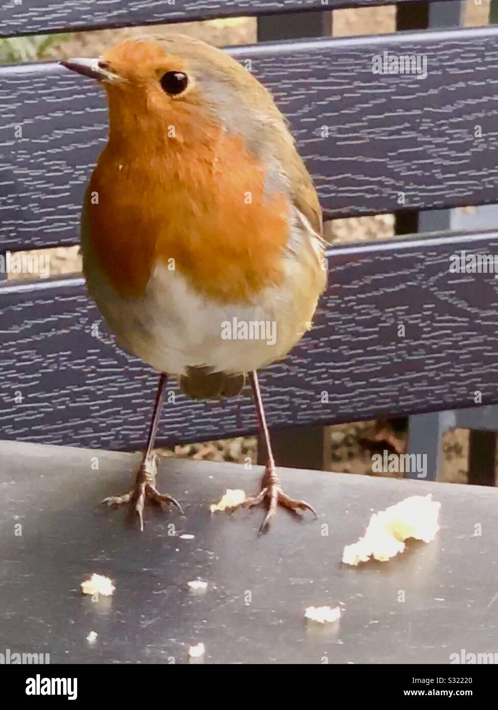 Robin eating crumbs, Buckinghamshire, England, UK Stock Photo - Alamy