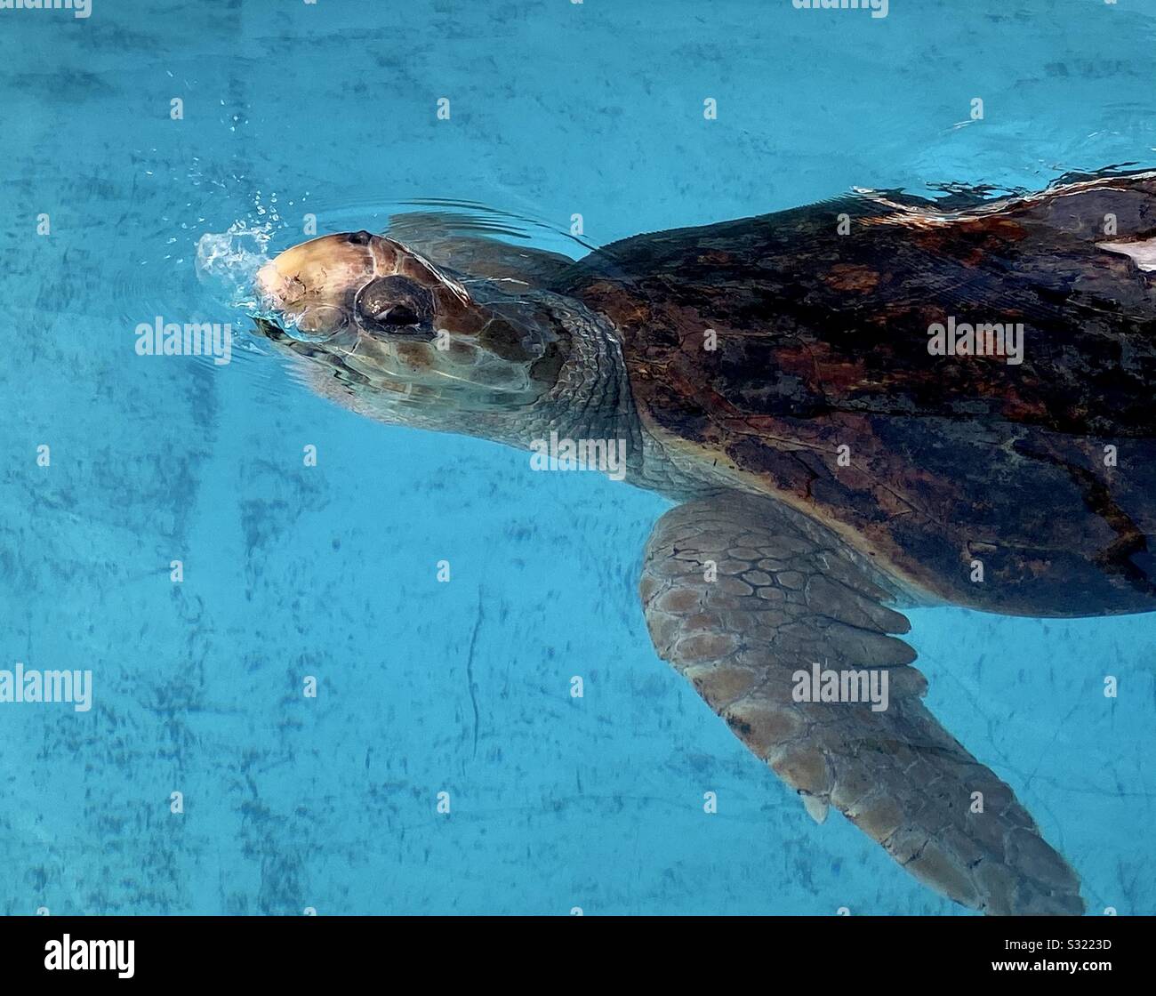 The Turtle Hospital High Resolution Stock Photography and Images - Alamy