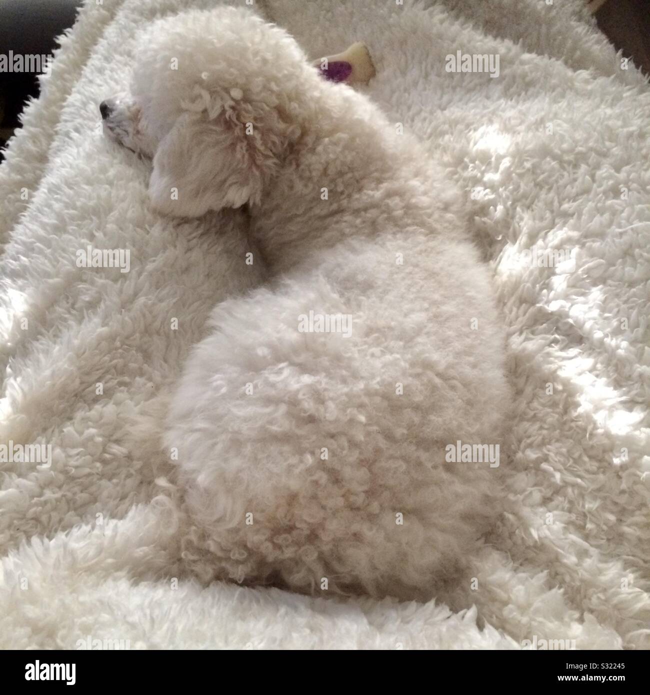 Fluffy white dog on a fluffy white blanket Stock Photo - Alamy