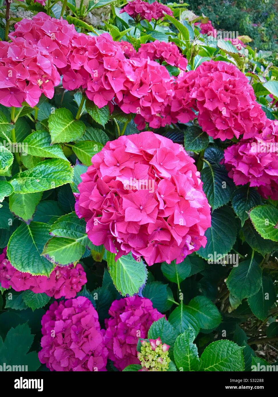 Hydrangeas leaves hi-res stock photography and images - Alamy