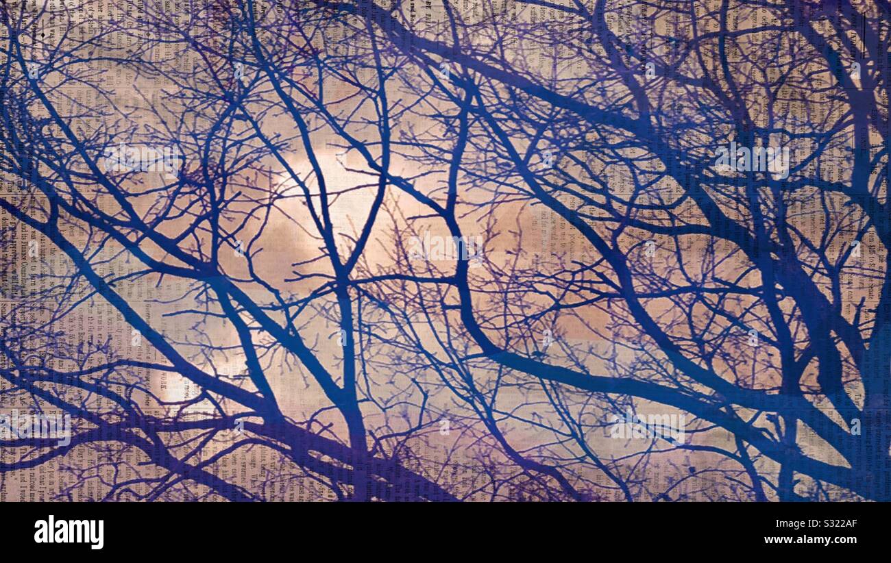 Winter tree branches in fading light Stock Photo - Alamy