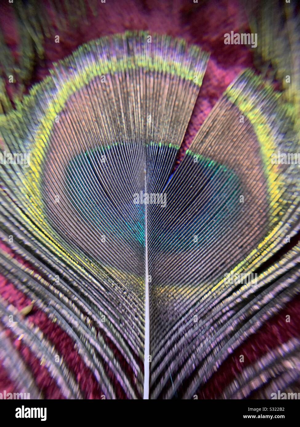 Faded lavender hi-res stock photography and images - Alamy