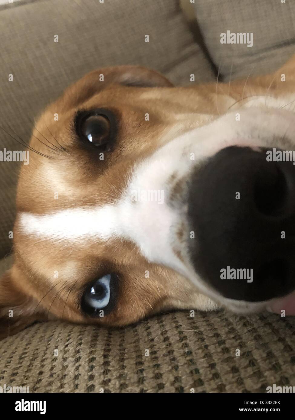 Dog eyes High Resolution Stock Photography and Images - Alamy