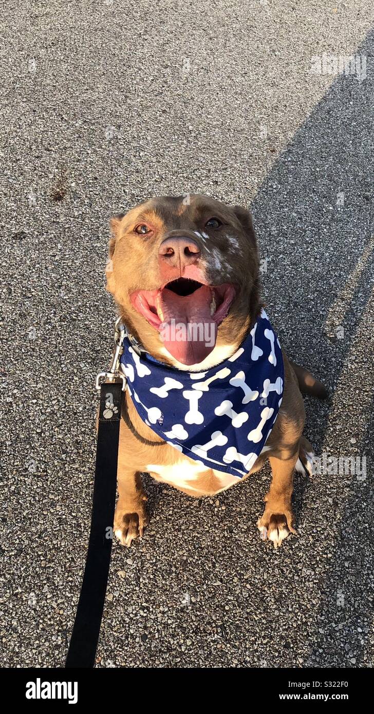 Happy pit bull hi-res stock photography and images - Alamy