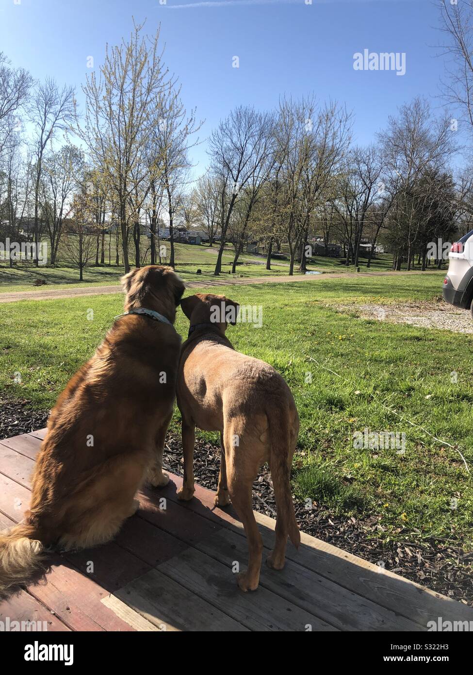 Dogs in nature hi-res stock photography and images - Alamy