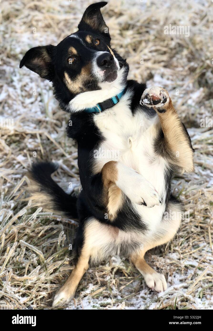 Begs funny hi-res stock photography and images - Alamy