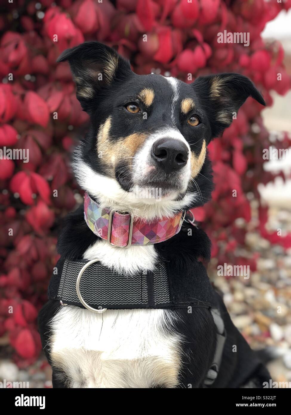 Yuki the dog hi-res stock photography and images - Alamy