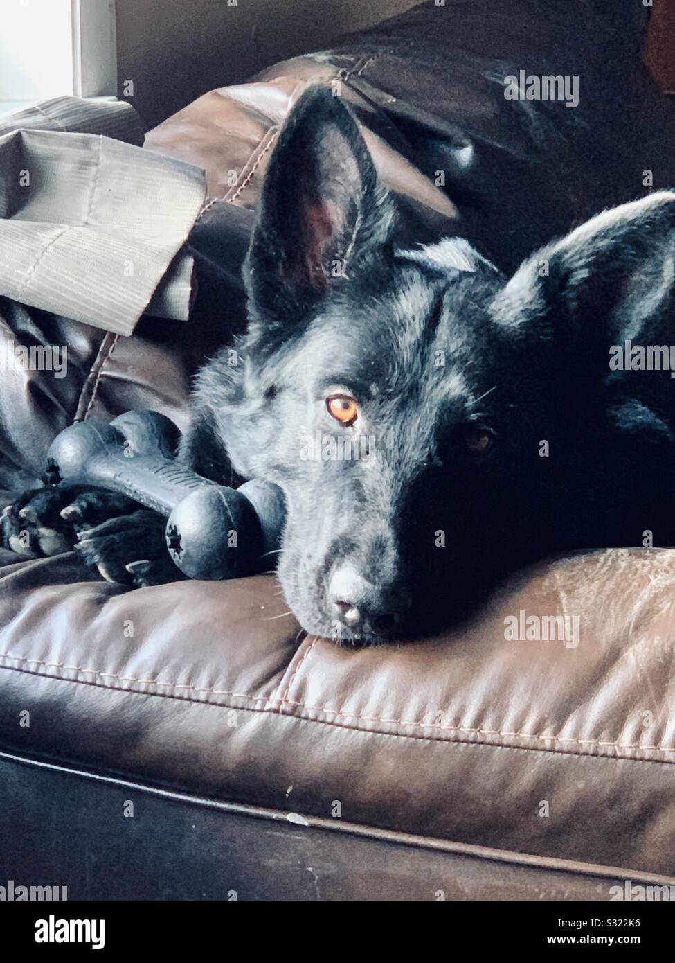 Black german shepard hi-res stock photography and images - Alamy