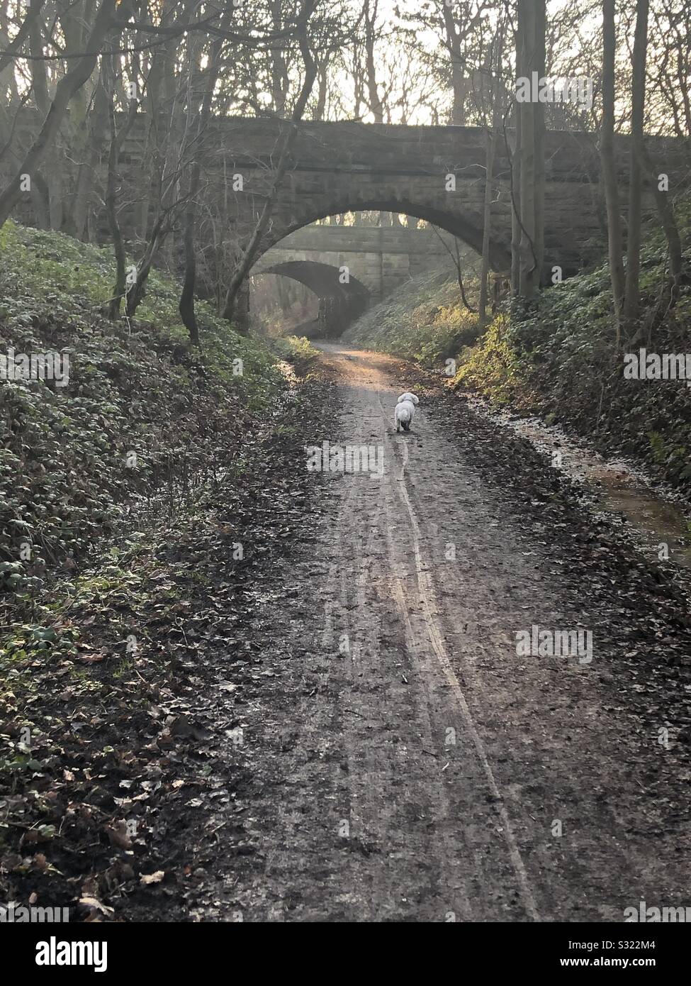 Woodland walk in winter hi-res stock photography and images - Alamy