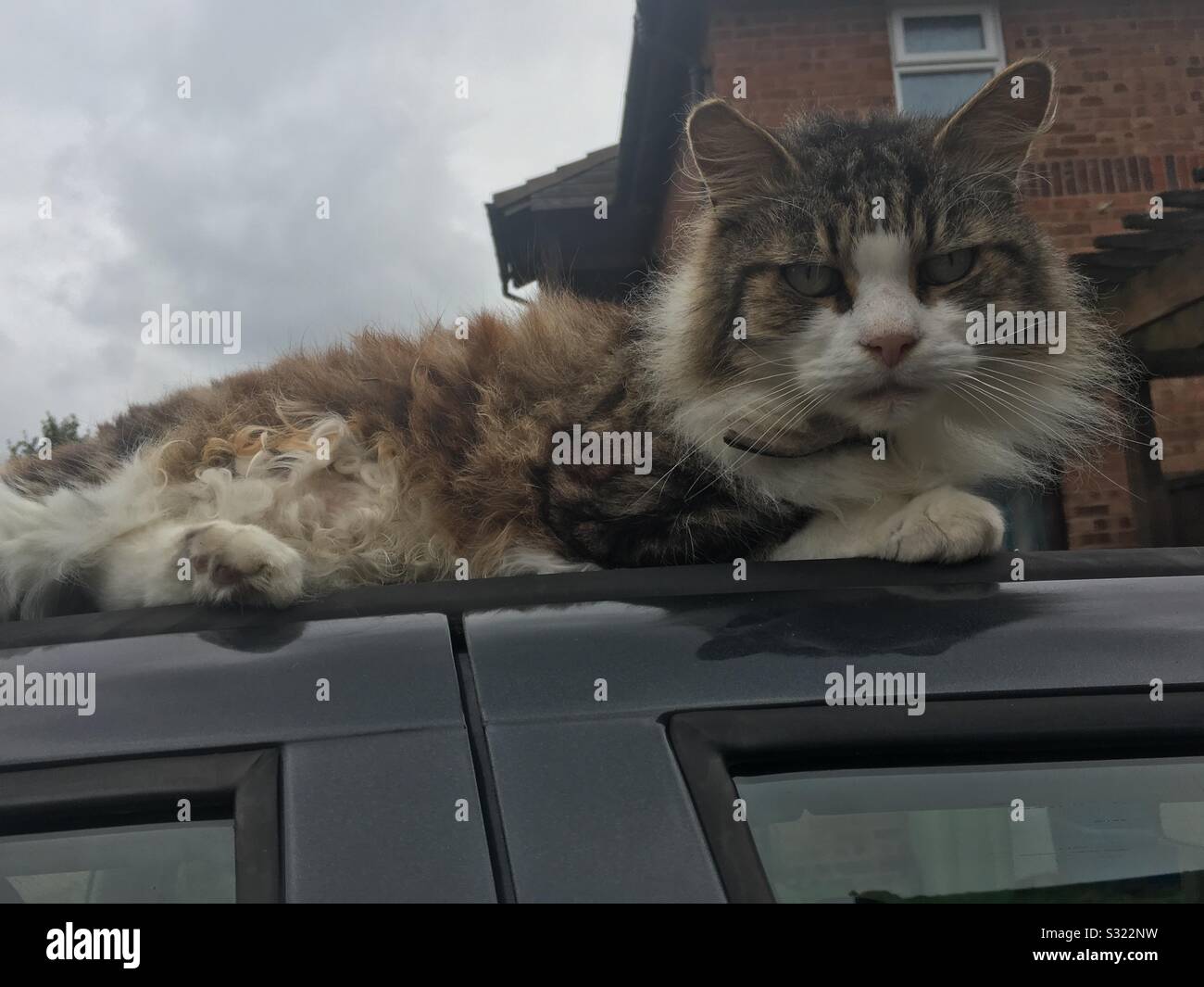 Car cat hi-res stock photography and images - Alamy