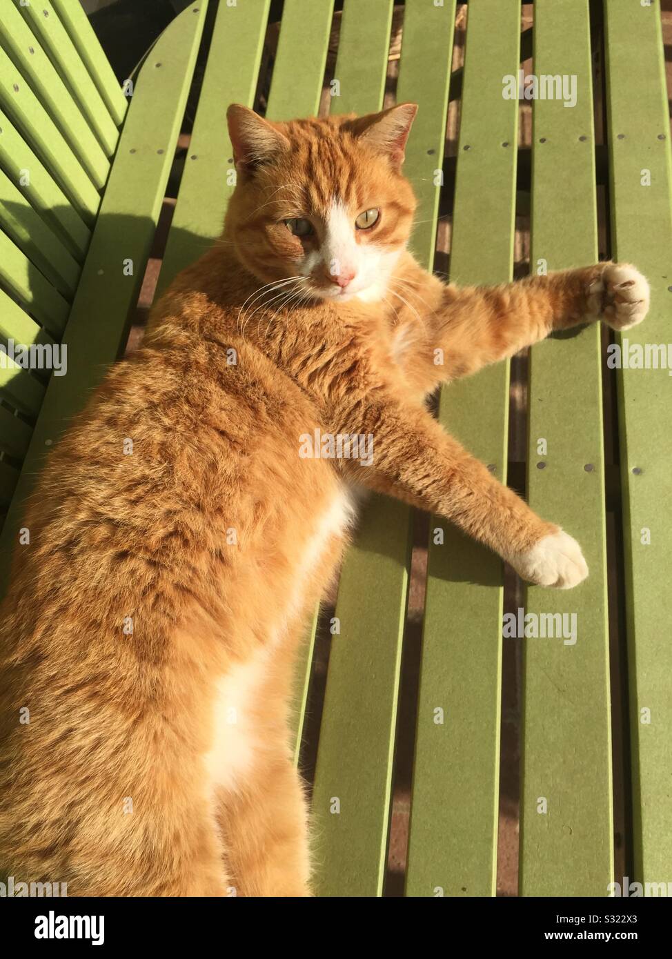 Orange cat on a bench Stock Photo - Alamy
