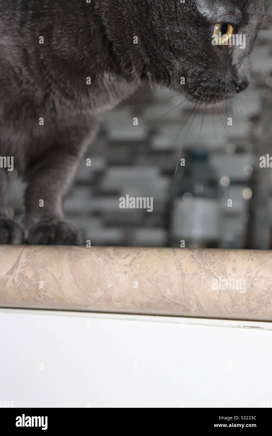 Kitchen counter cat hi-res stock photography and images - Alamy