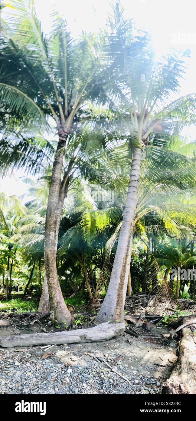 Palm tree costa rica hi-res stock photography and images - Alamy