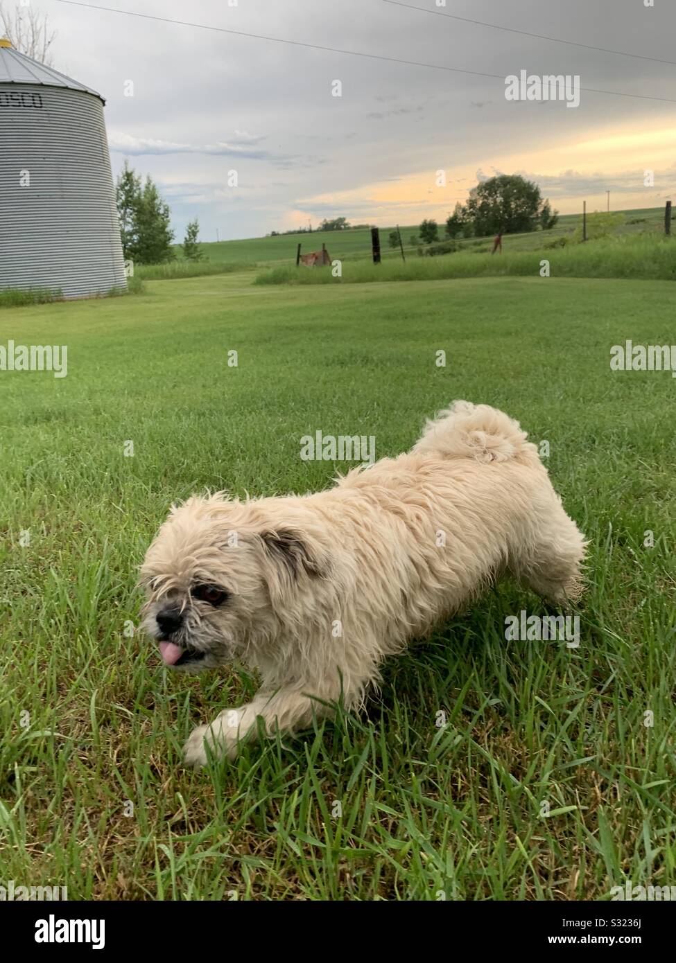 Pug Cross High Resolution Stock Photography and Images - Alamy