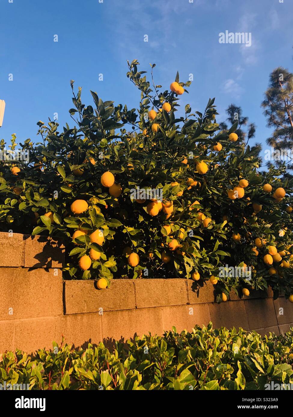 Lemon tree nature hi-res stock photography and images - Alamy
