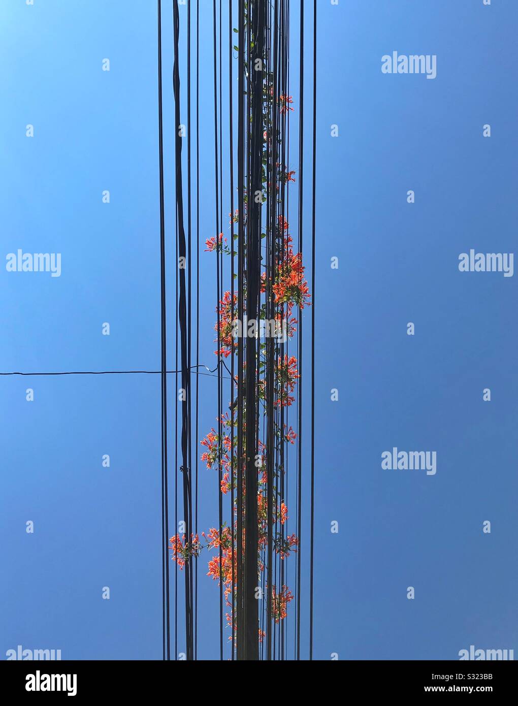 Electricity cables thailand hi-res stock photography and images - Alamy