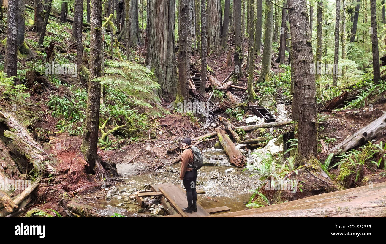 Avatar forest hi-res stock photography and images - Alamy