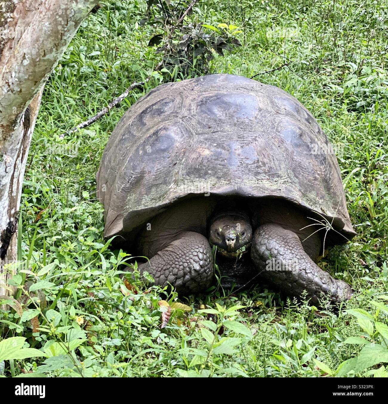 Giant Land Tortoise High Resolution Stock Photography and Images - Alamy