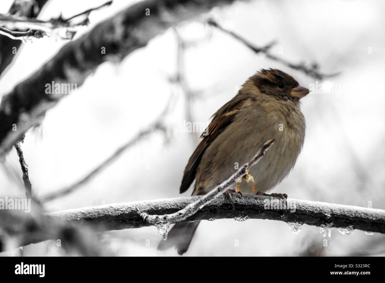 Snowy bird hi-res stock photography and images - Alamy