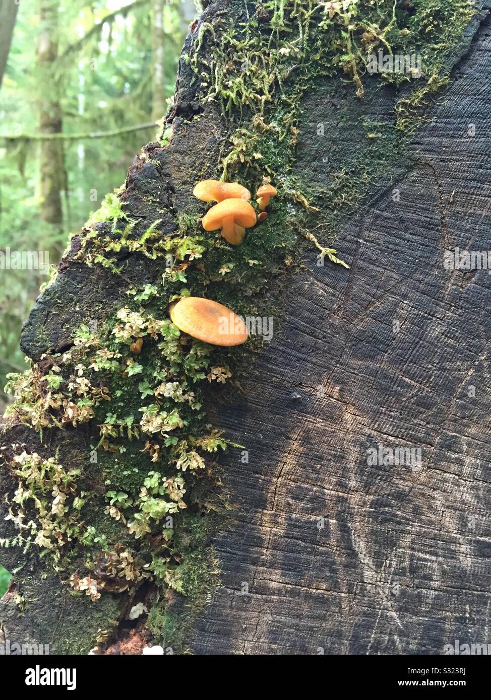 British columbia forest hi-res stock photography and images - Alamy