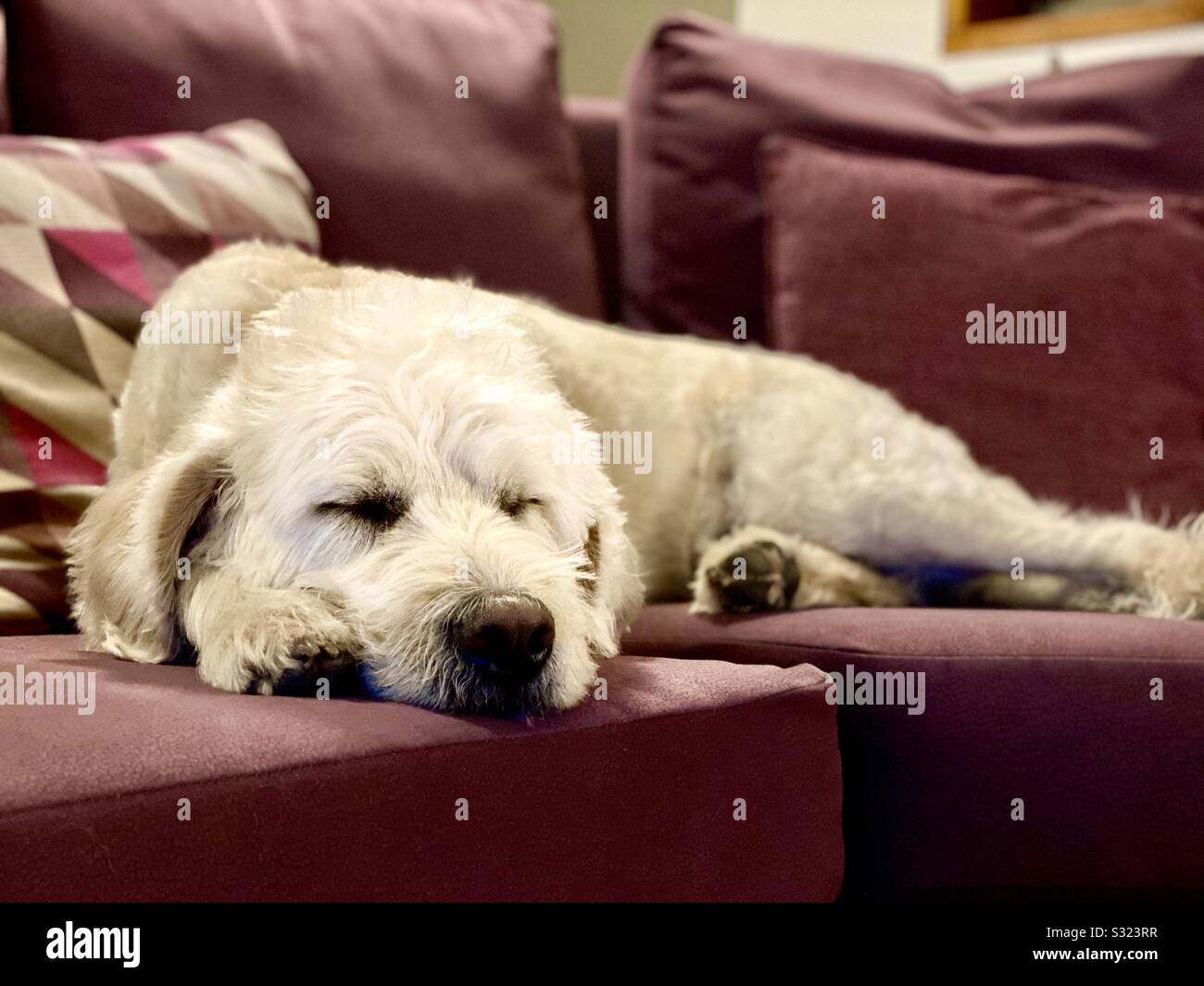 Sleeping in the woods hi-res stock photography and images - Alamy