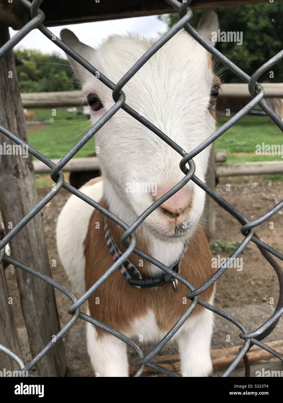 Small goat hi-res stock photography and images - Alamy