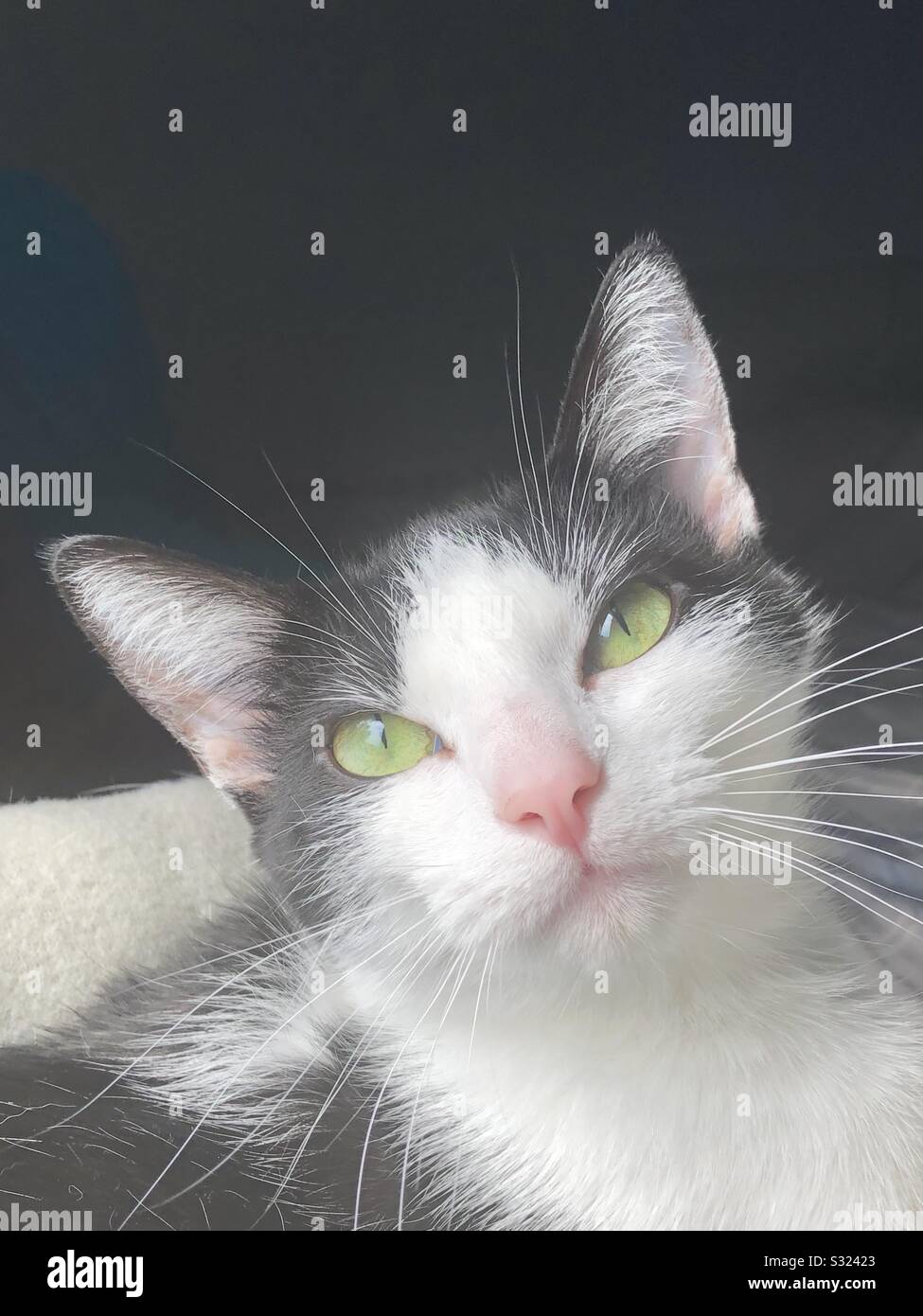 Adorable white cat hi-res stock photography and images - Alamy