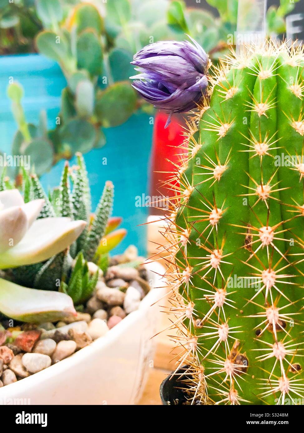 Cacti and succulent plants hi-res stock photography and images - Alamy