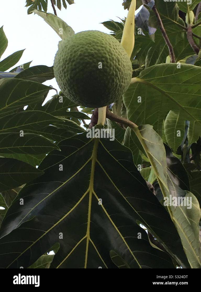 Jamaica breadfruit hi-res stock photography and images - Alamy
