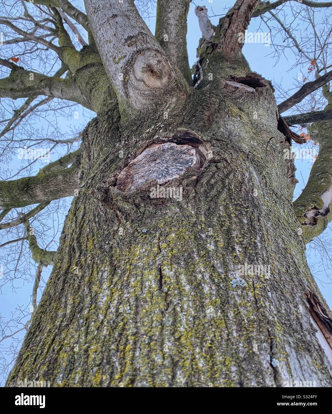 Knotty tree hi-res stock photography and images - Alamy