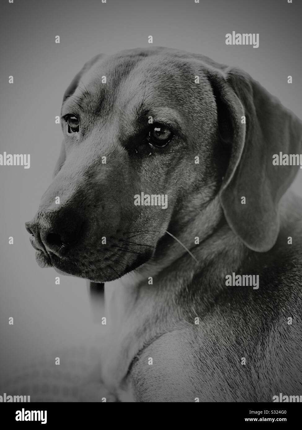 Redbone High Resolution Stock Photography and Images - Alamy