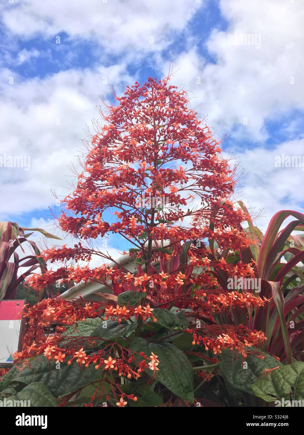 Tropical star flower hi-res stock photography and images - Alamy